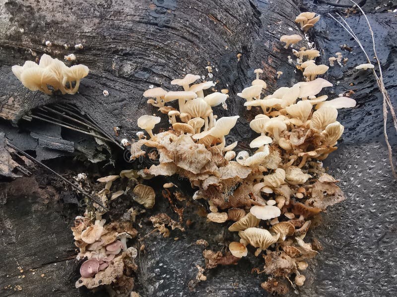 Tiny Crepidotus Variabilis Kidney-shaped Fungi Sprouting from Decay ...