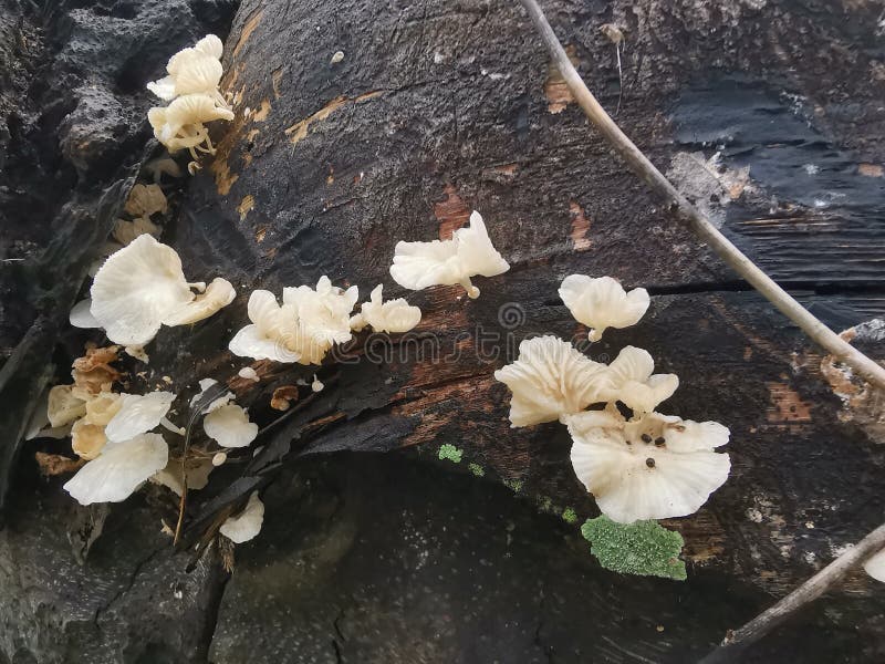 Tiny Crepidotus Variabilis Kidney-shaped Fungi Sprouting from Decay ...