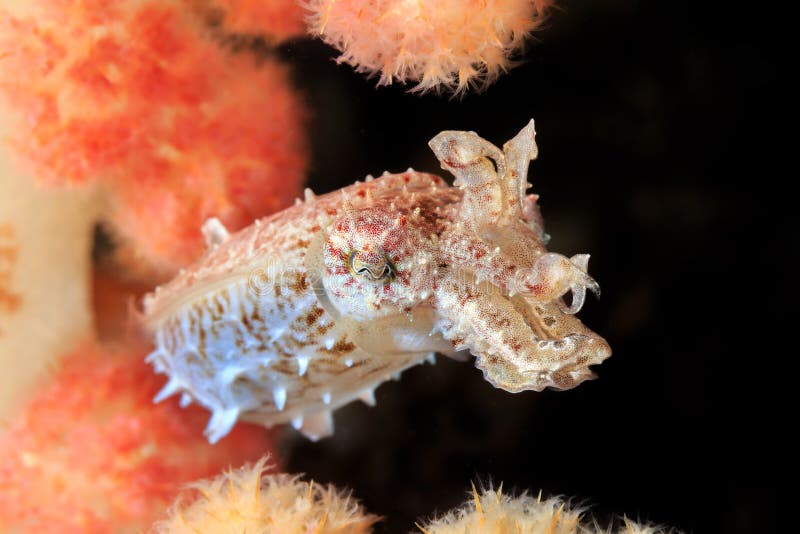 Tiny Crinoid Cuttlefish Stock Photos - Free & Royalty-Free Stock Photos ...