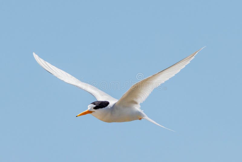 Australian Fairy Tern in Western Australia Stock Photo - Image of ...