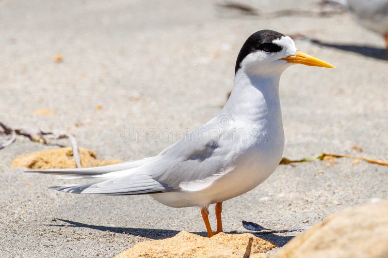 Australian Fairy Tern in Western Australia Stock Image - Image of ...