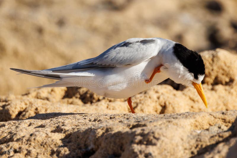 Australian Fairy Tern in Western Australia Stock Image - Image of aves ...