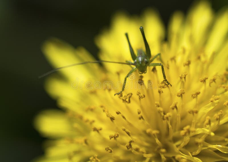 Grasshopper Bathing in the Sun Stock Photo - Image of eyes, creature ...