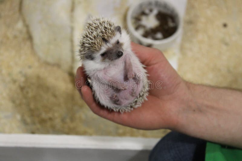 Tiny cute hedgehog stock image. Image of mammal, cute - 227898207
