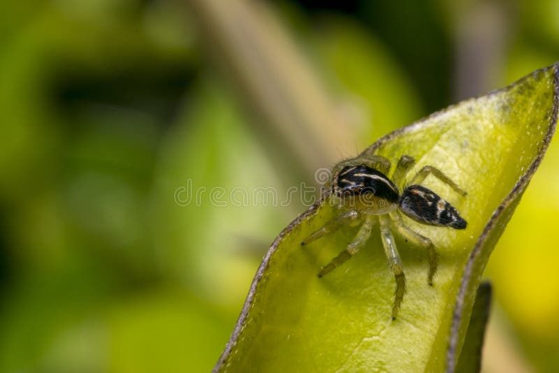 Tiny Cute Jumping Spider on a Leaf Stock Photo - Image of jumping ...