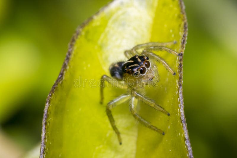 Tiny Cute Jumping Spider on a Leaf Stock Photo - Image of macro, garden ...
