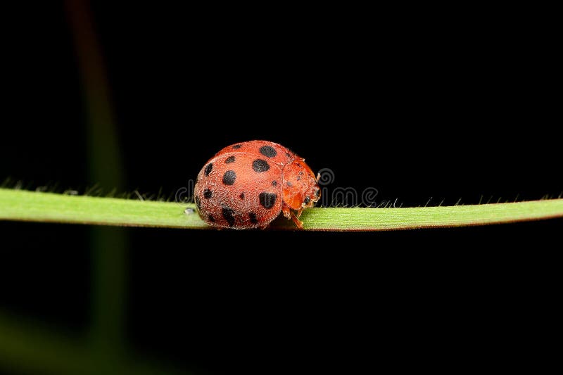 Tiny and Cute Ladybug on Tree Stock Image - Image of forest, insect ...