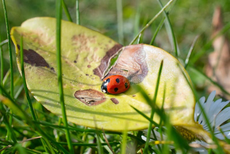 Tiny Cute Isometric Cyberpunk Robot Stock Image - Image of futuristic ...