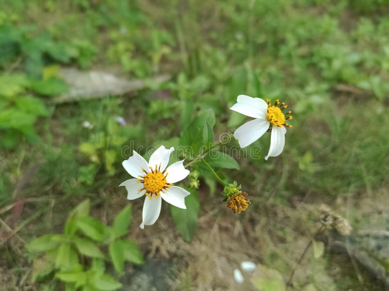 A Tiny Cute White Flowers Around the Pool Stock Photo - Image of white ...