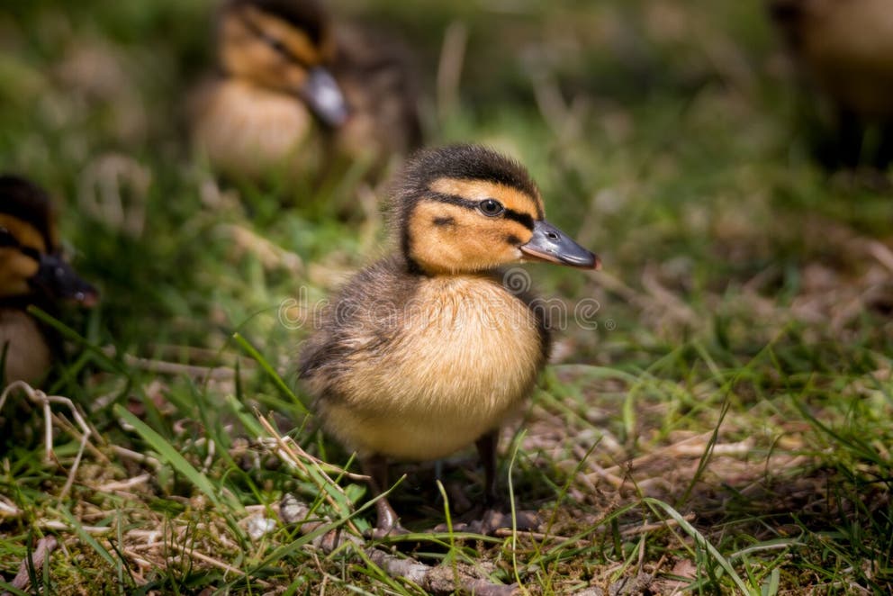 Cute Tiny Young Duckling in Spring Stock Photo - Image of waterfowl ...