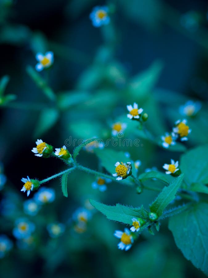 1+ Yellow teal daisy Free Stock Photos - StockFreeImages