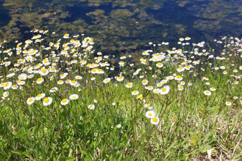 Tiny Daisy Flowers on the Shore of a Pond with Algae Stock Image ...