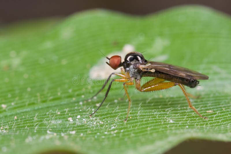 A tiny dance fly stock image. Image of park, garden, dance - 10883667