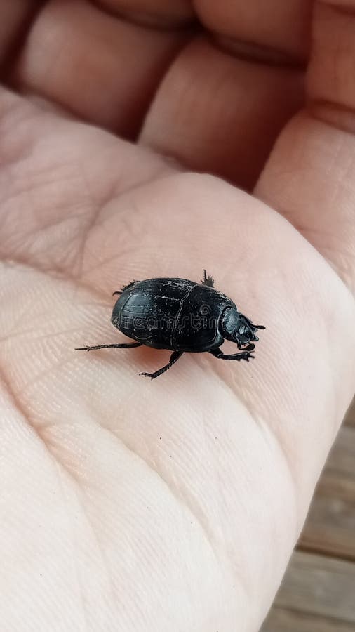 Tiny dark beetle in hand stock photo. Image of insect - 258088976