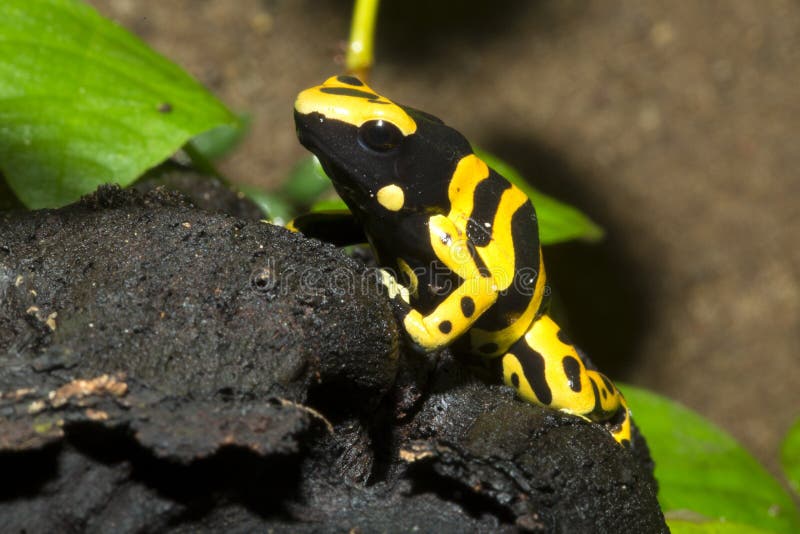 Tiny Dart Frogs, Yelow-Banded Pison Frog, Dendrobates Leucomelas Stock ...