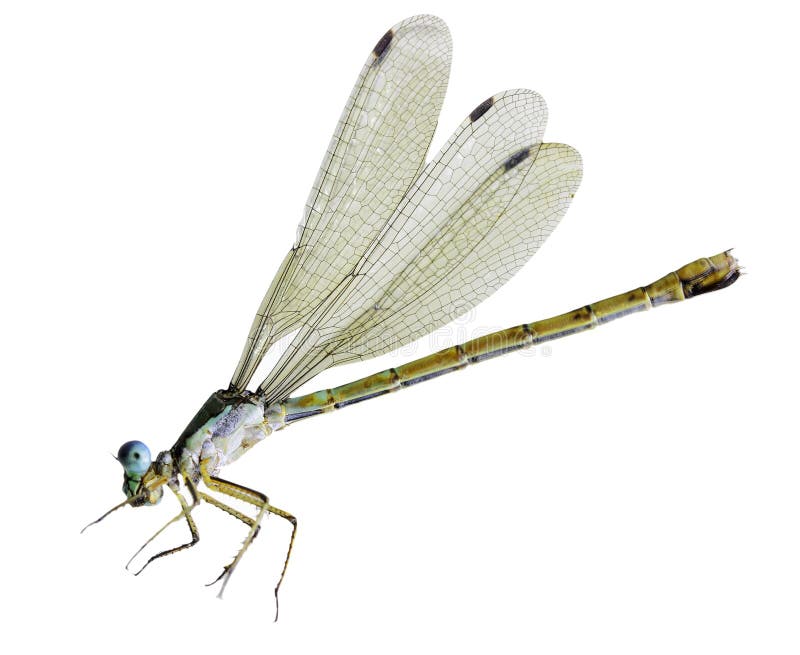 Blue Dragonfly stock image. Image of fragility, insect - 6080467