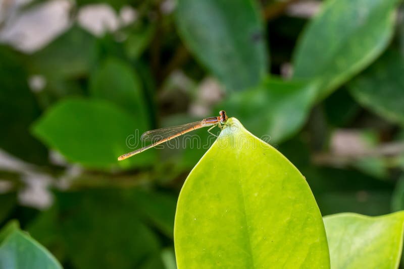 Tiny dragonfly stock image. Image of closeup, nature - 77065273