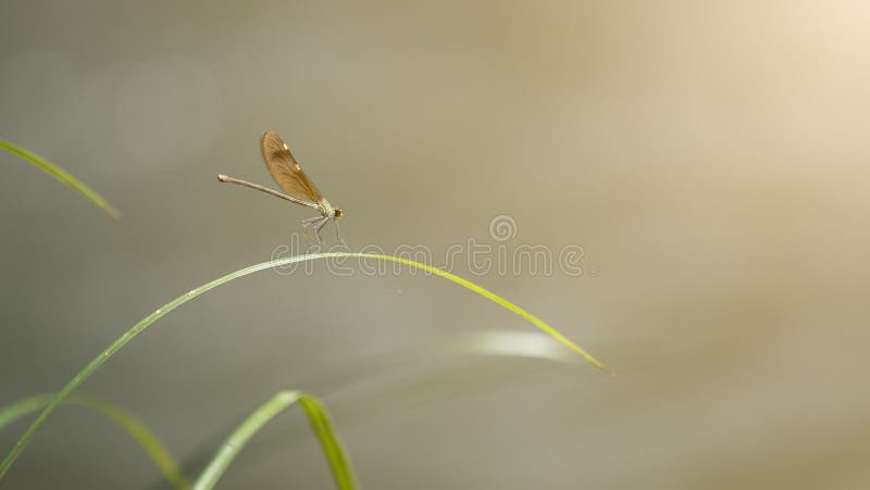 Tiny Dragonfly Resting on Green Leaves Stock Photo - Image of wildlife ...