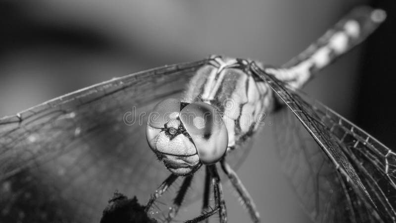 Tiny Dragonfly is Sitting on a Leaf Stock Image - Image of dragon, glow ...