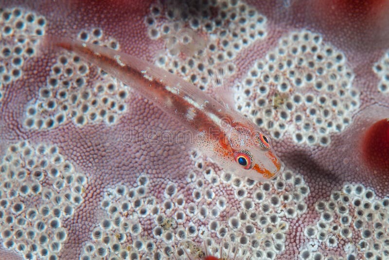 Tiny Dwarf Goby on Starfish Stock Photo - Image of goby, ecosystem ...