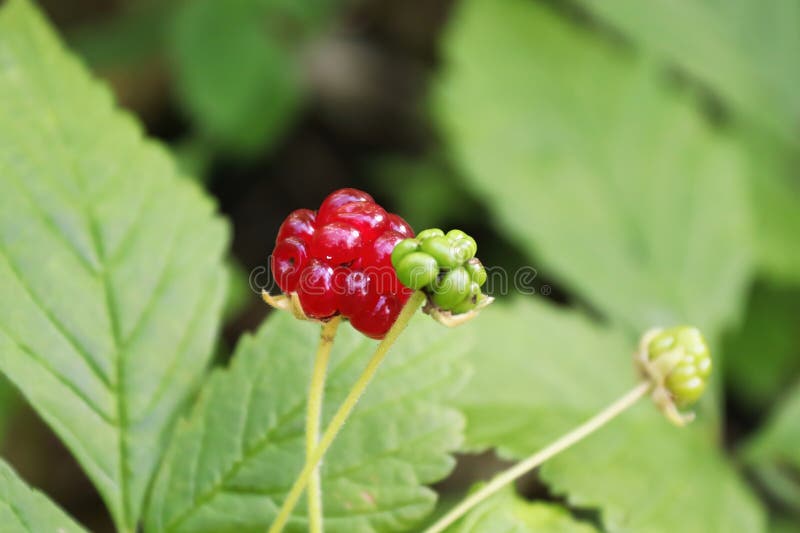 Tiny Dwarf Wild Raspberries Grow on the Forest Floor Stock Photo ...