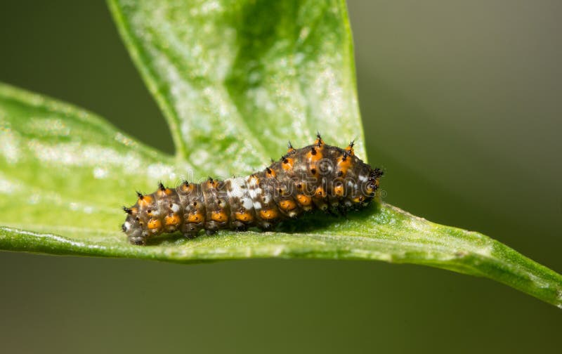 Tiny Eastern Black Swallowtail Second Instar Caterpillar Stock Photo ...