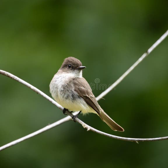Tiny Eastern Phoebe (Sayornis Phoebe) Perched on a Tree Branch Stock ...