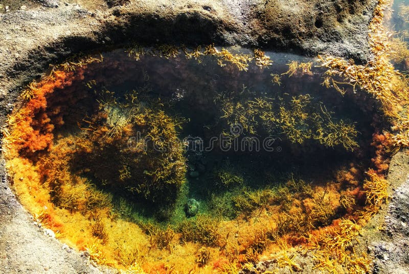Tiny ecosystem near beach stock photo. Image of puddle - 119937808
