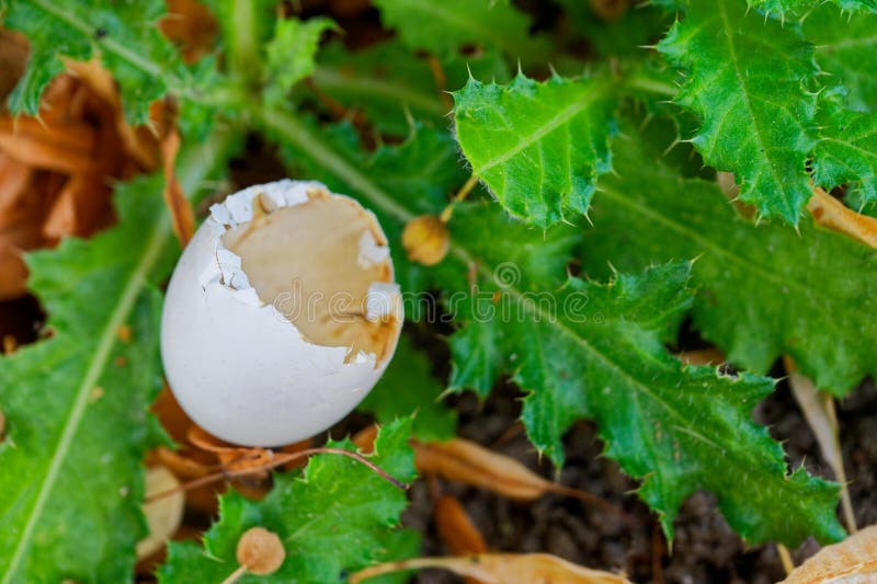 10,560 Tiny Murloc Egg Stock Photos - Free & Royalty-Free Stock Photos ...