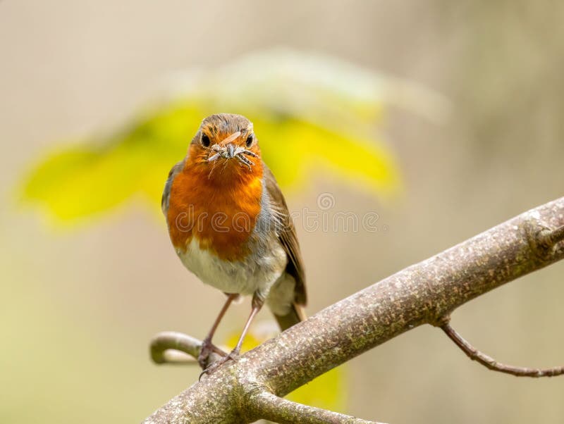 Tiny European Robin (Erithacus Rubecula) Perched on the Branch on ...