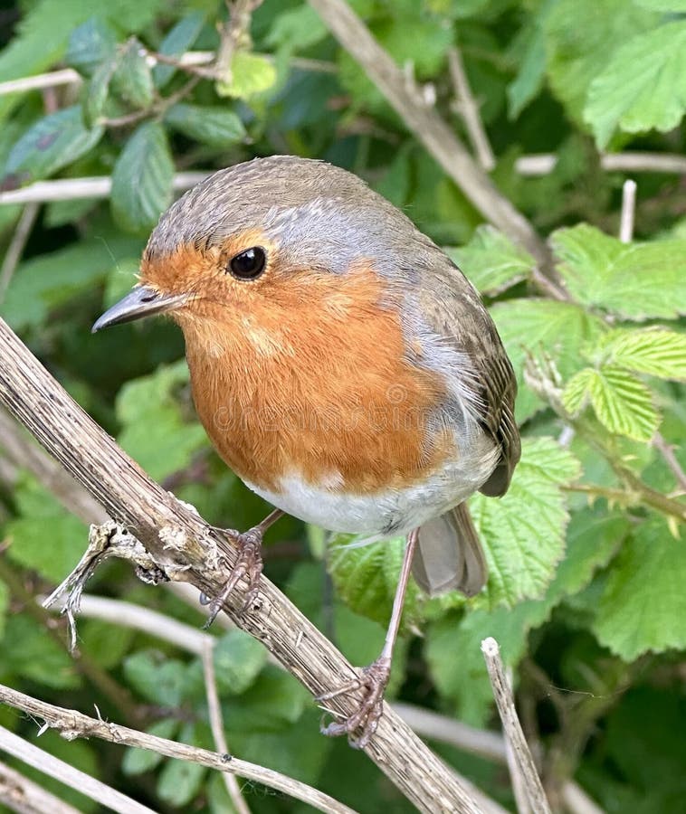 Tiny European Robin (Erithacus Rubecula) Perches on a Tree Branch Stock ...