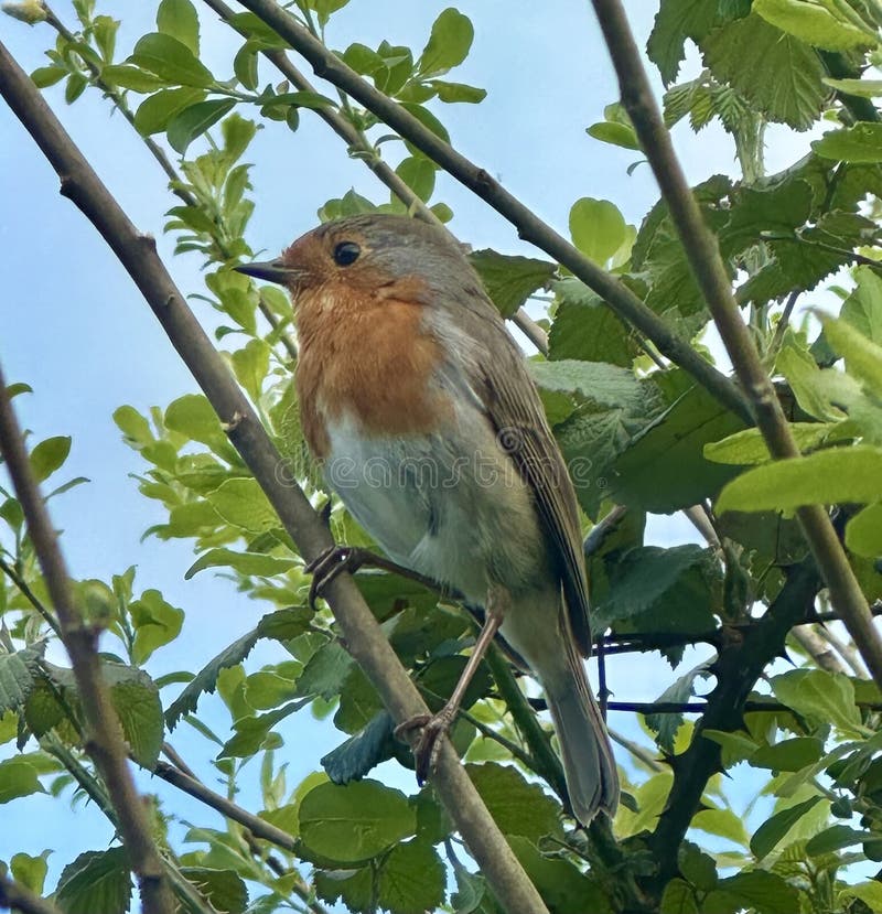Tiny European Robin (Erithacus Rubecula) Perches on a Tree Branch Stock ...