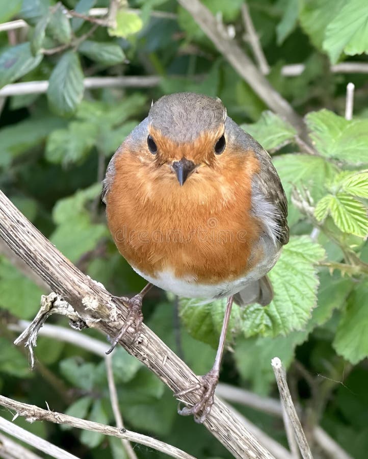 Tiny European Robin (Erithacus Rubecula) Perches on a Tree Branch Stock Photo - Image of feather ...