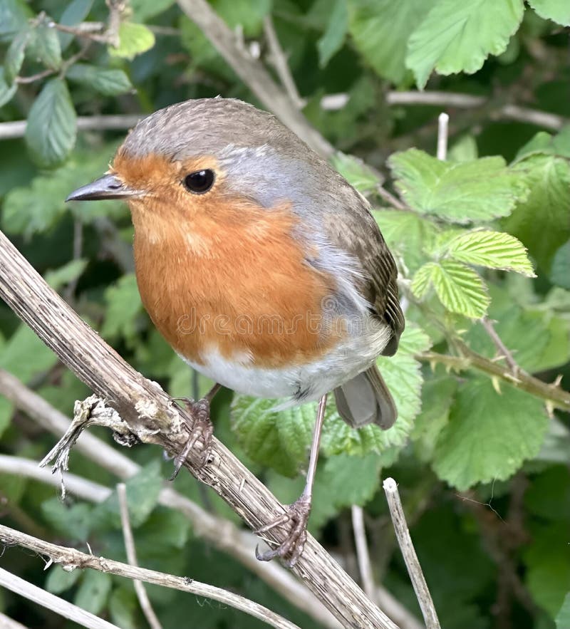 Tiny European Robin (Erithacus Rubecula) Perches on a Tree Branch Stock ...