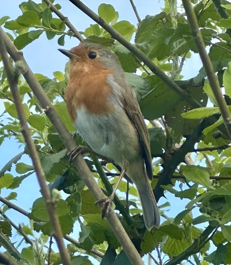 Tiny European Robin (Erithacus Rubecula) Perches on a Tree Branch Stock ...