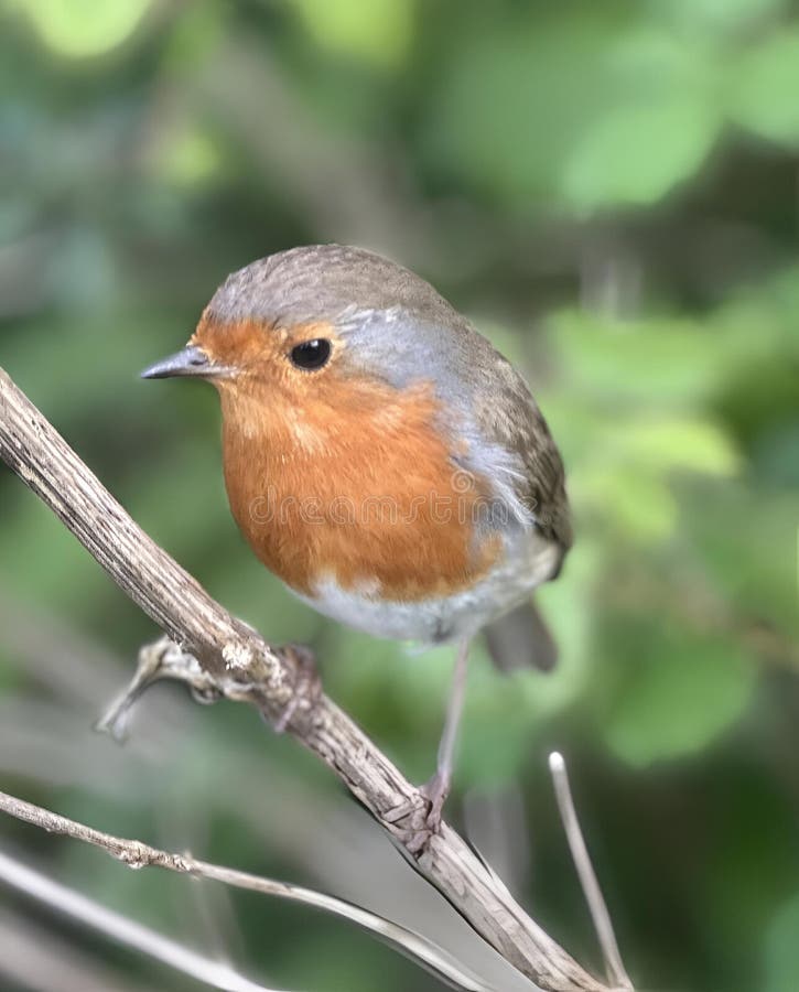 Tiny European Robin (Erithacus Rubecula) Perches on a Tree Branch Stock ...