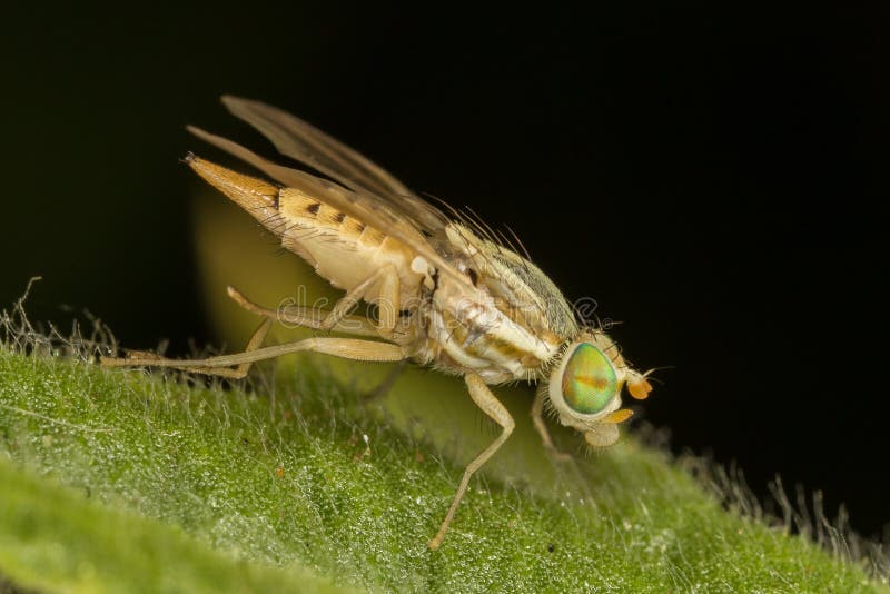 A tiny female fly stock image. Image of ovopositor, fragility - 91018323