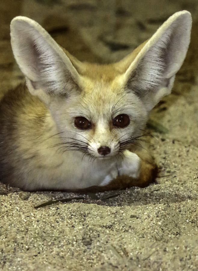 Tiny Fennec Fox stock photo. Image of burrow, cute, fennec - 126030448