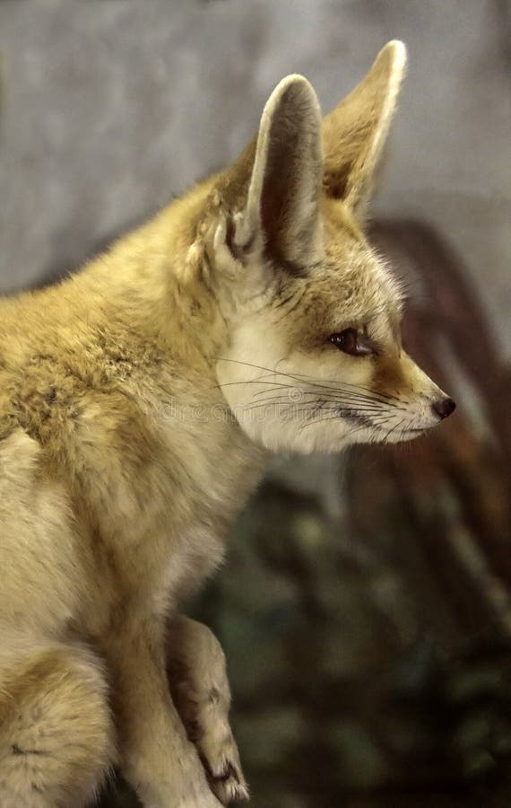 Tiny Fennec Fox stock image. Image of algeria, morocco - 126030563