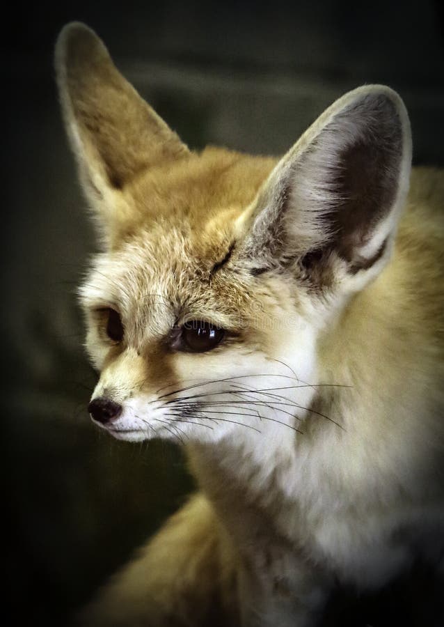 Tiny Fennec Fox stock image. Image of fluffy, hearing - 126030623