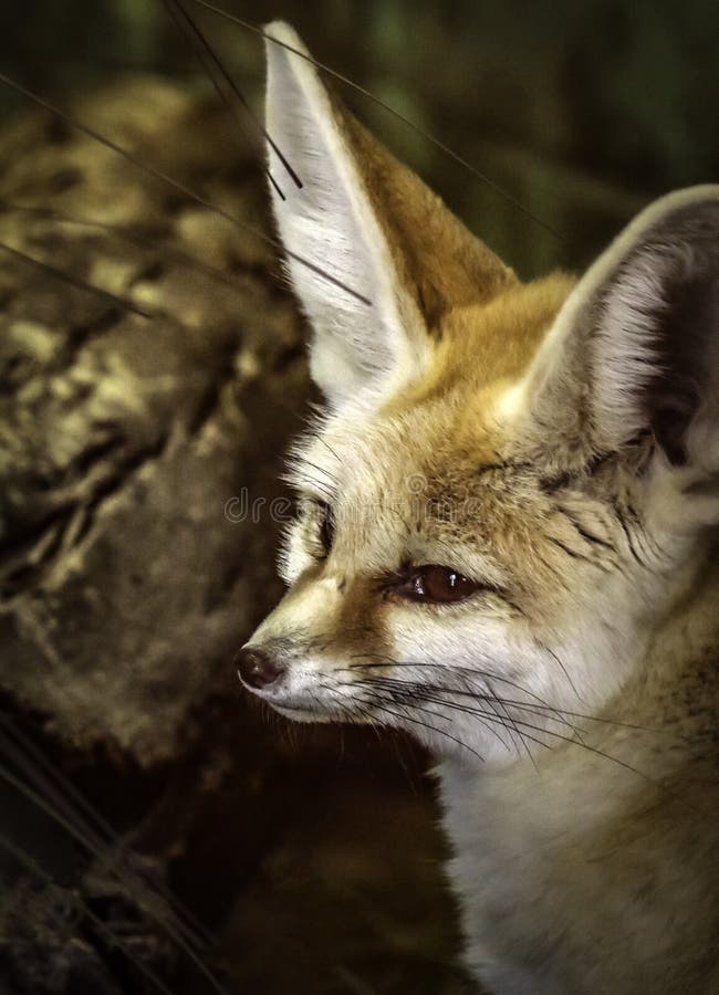 Tiny Fennec Fox stock image. Image of background, cute - 126030565