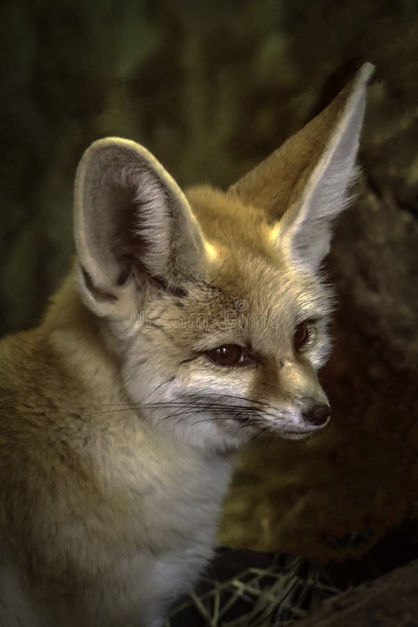 Tiny Fennec Fox stock image. Image of burrow, portrait - 126030503