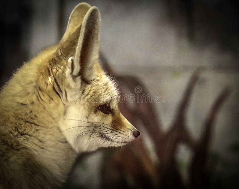 Tiny Fennec Fox stock image. Image of cute, burrowing - 126030801