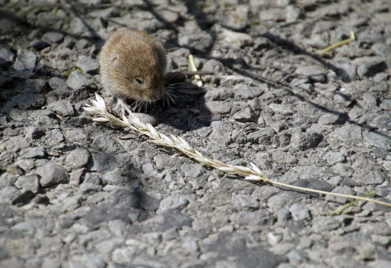 Close-up Rat Eating Corn Near Red Pumkin Inside of Pantry. Stock Image ...