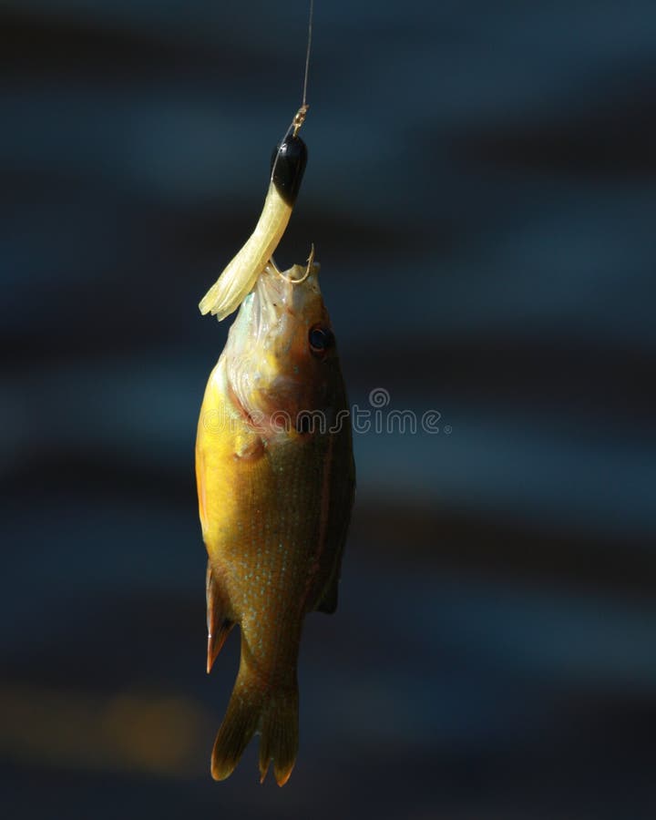 Tiny fish stock image. Image of fish, fishing, tiny, perch - 10486517