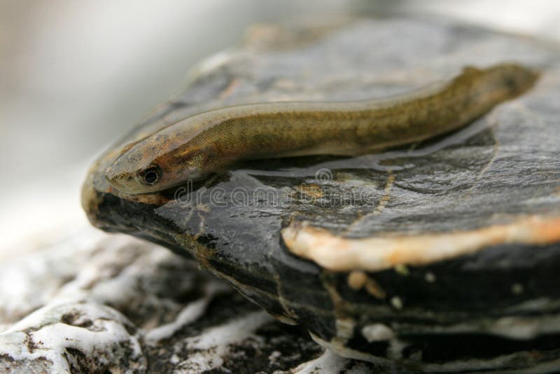 Tiny Fish stock image. Image of fish, closeup, close - 28802723