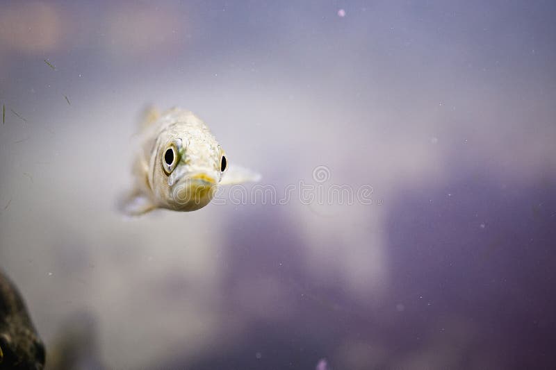 Little Fish in a Freshwater Aquarium Stock Photo - Image of beauty ...