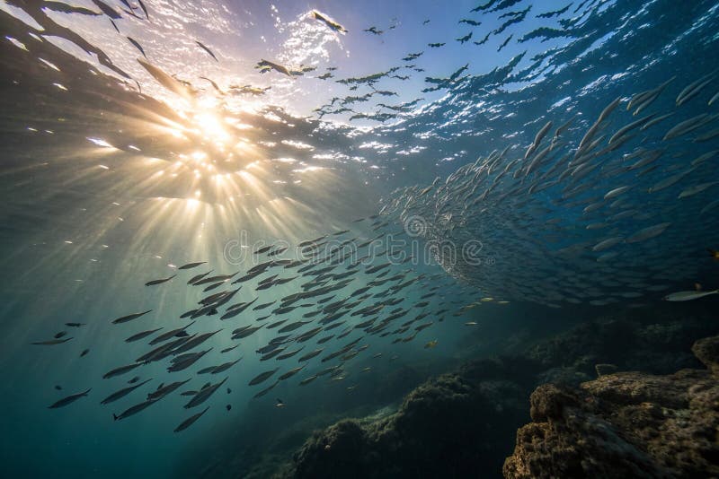 Tiny Fish Schooling Just Below the Surface of the Ocean with the Sun ...
