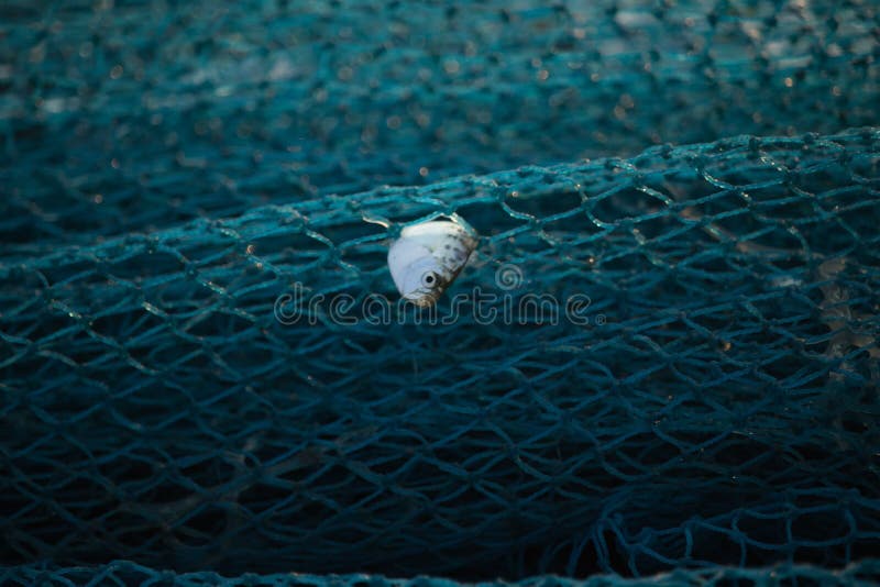 A Tiny Fish Struck in the Net Stock Photo - Image of captured ...