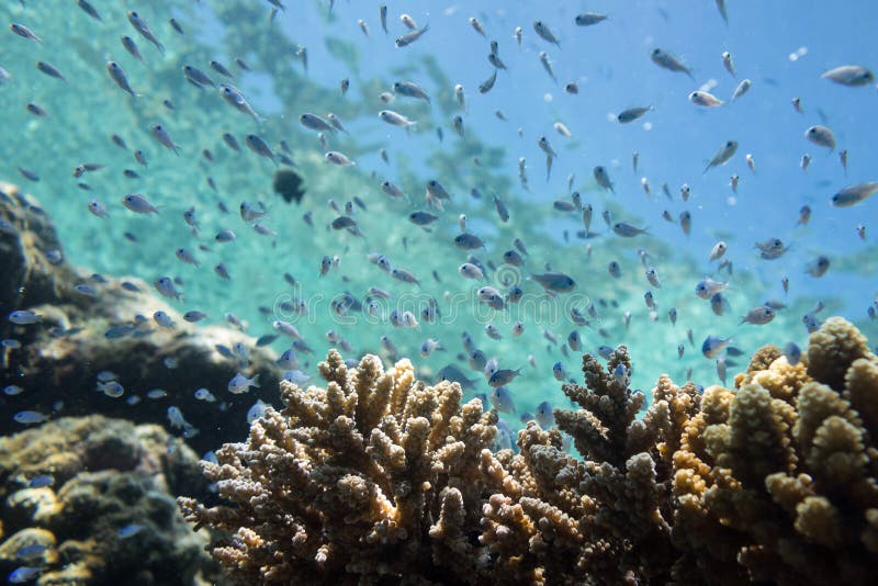 Tiny Fish stock photo. Image of freediving, coral, school - 77503946